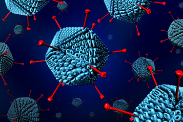Rapid Automated At-Line Adenovirus Quantitation